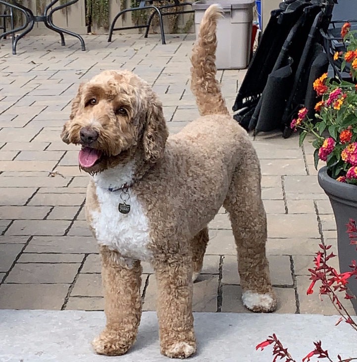 Windsor Doodle - Australian Labradoodle Breeder Canada