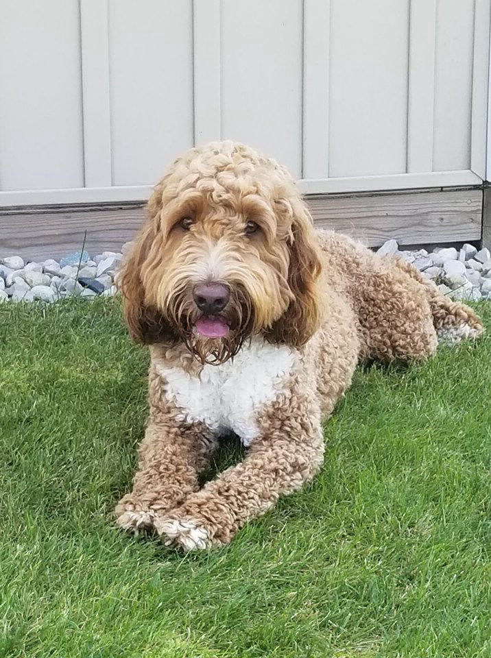 Windsor Doodle - Australian Labradoodle Breeder Canada